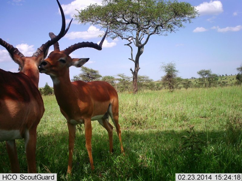 Use artificial intelligence to identify, count, describe wild animals ...