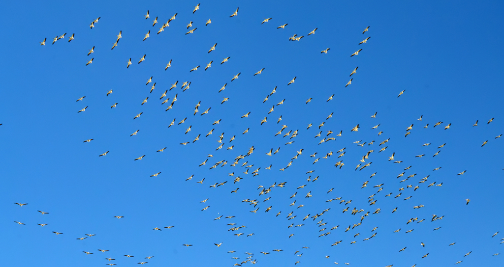 How Deep Learning Tracks Bird Migration Patterns | 7wData
